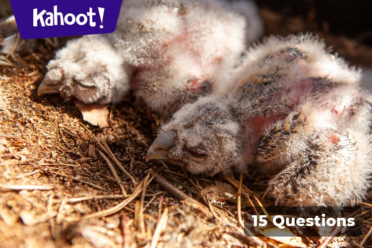 Baby Animals are Called What? - Kahoot! Quiz