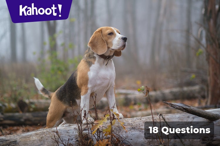 Working Dogs - Kahoot! Quiz