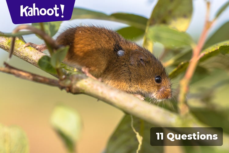 Symbiotic Relationships - Kahoot! Quiz