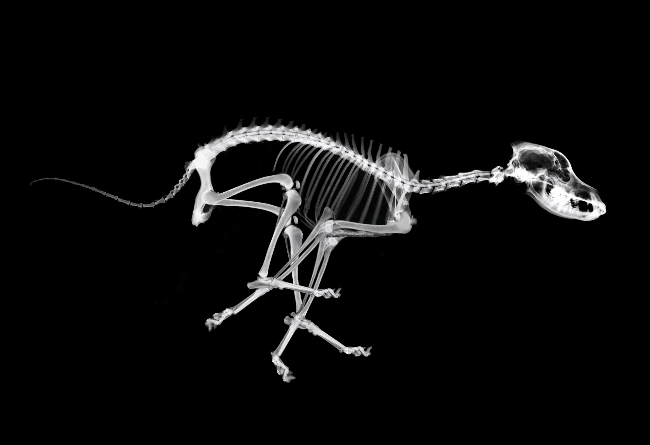 Skeleton System Review - Kahoot! Quiz