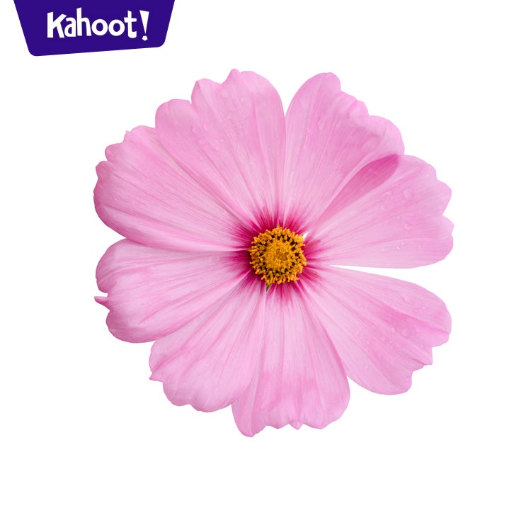 Rose Boat - Kahoot! Quiz