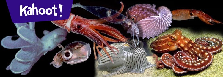 Phylum Mollusca - Kahoot! Quiz