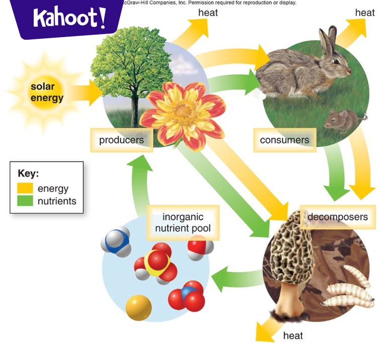 Energy & Matter in Ecosystems - Kahoot! Quiz