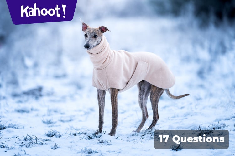 Chapter 18: The Urinary System - Kahoot! Quiz