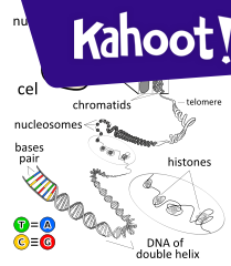 Cell Division Review - Kahoot! Quiz