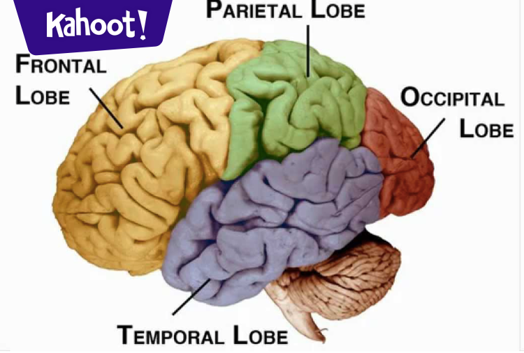 Lobes of Brain & divisions of the nervous system QUIZ - Kahoot! Quiz