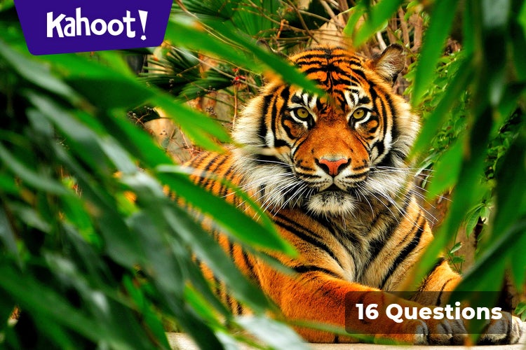 Animals Vocabulary Practice(Tiere) - Kahoot! Quiz