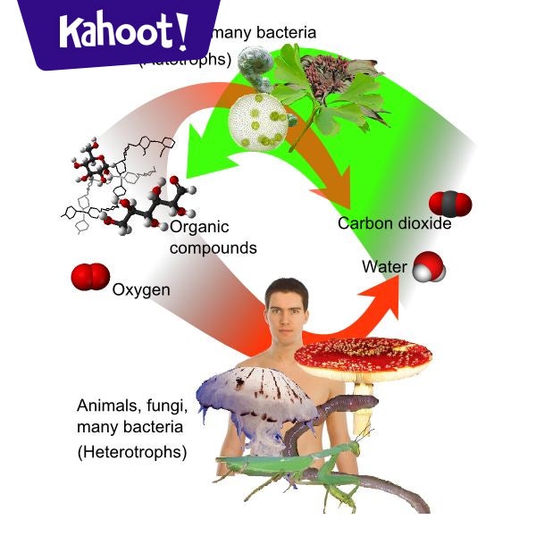 Duplicate of Cell Processes - Kahoot! Quiz