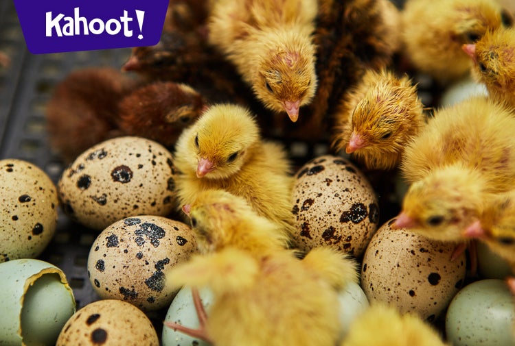 poultry raising chicks in incubator - Kahoot! Quiz