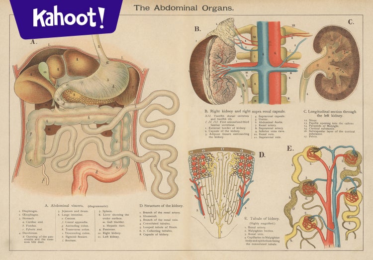 ESTI - ANATOMY - Kahoot! Quiz
