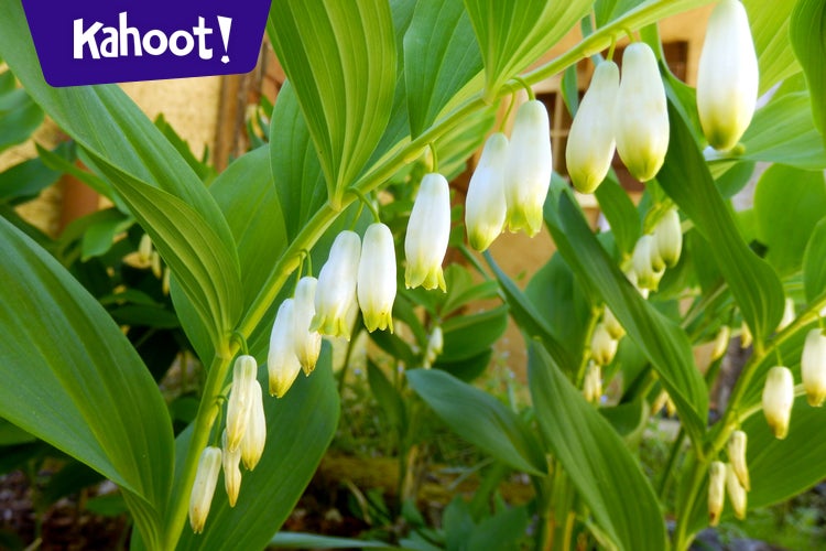 Plants v1 - Kahoot! Quiz