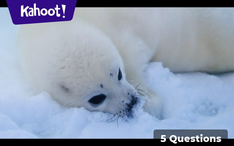 TV2Skole: Seals - Kahoot! Quiz
