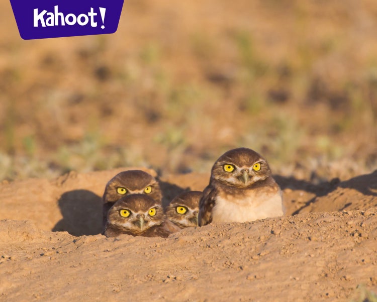 Hoot Kahoot - chapters 16, 17, and 18 - PACE - ELA - Kahoot! Quiz