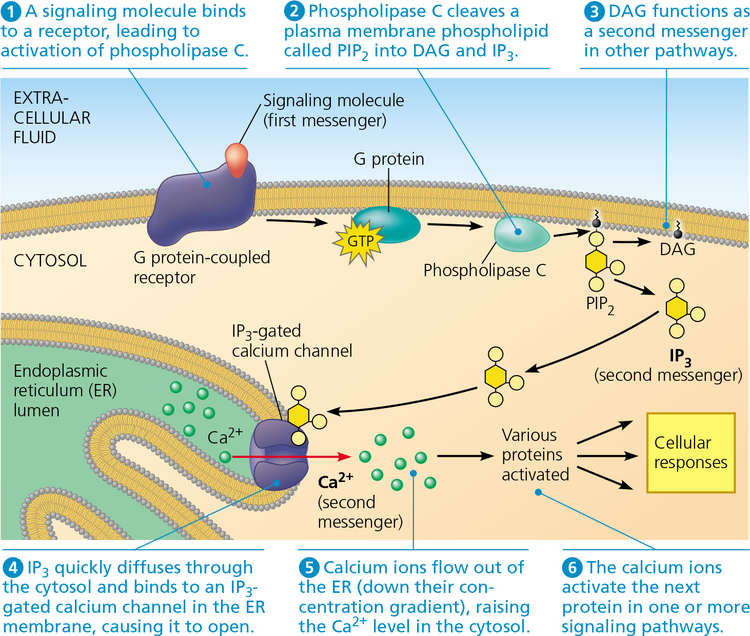 AP BIOLOGY UNIT 4 Review = Cell Communication & Cell Cycle - Kahoot! Course