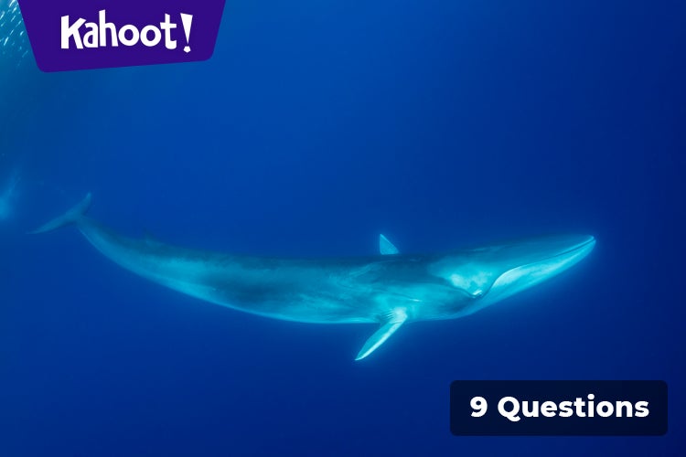 Whale of an Ocean - Food Chains - Kahoot! Quiz