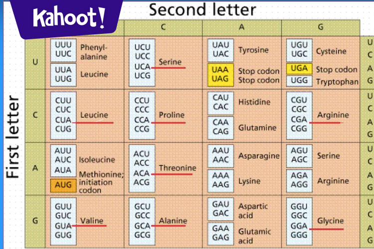 12th SL & Non IB D1.2 Protein Synthesis. - Kahoot! Quiz