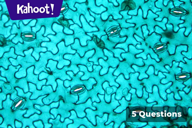Plant Bodies as Systems: Lesson Quiz - Kahoot! Quiz