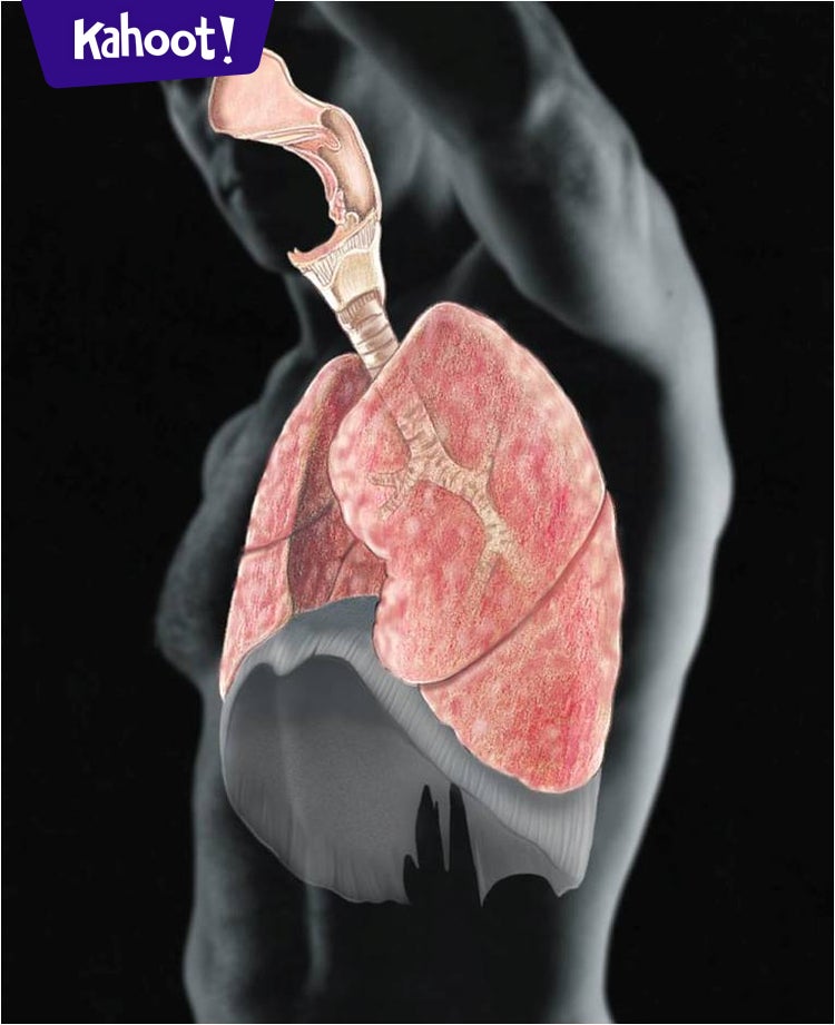Respiratory System Unit Review #1 - Kahoot! Quiz