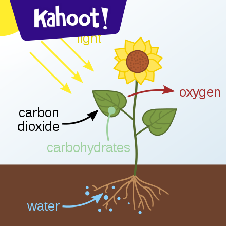 Cell Energy: Photosynthesis Digestion Cellular Respiration - Kahoot! Quiz