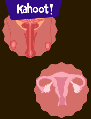 Reproductive Systems - Kahoot! Quiz