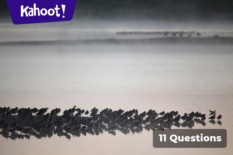 Time expressions - AZAR Blue Ch 1 & 2 - Kahoot! Quiz