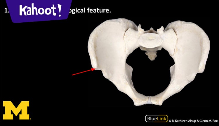 Anatomy Practical Exam 5 - Kahoot! Quiz