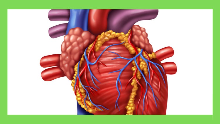 IB Biology (AHL): Full Syllabus Review by Themes (2025 syllabus ...