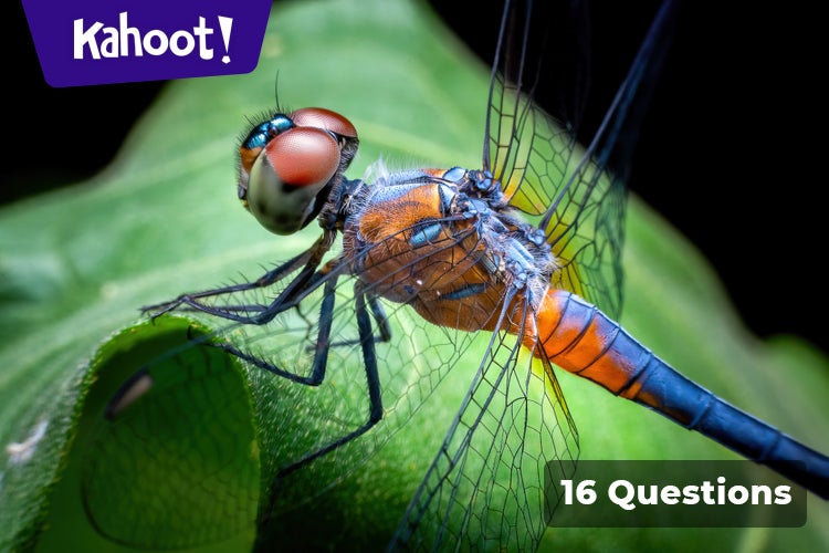 Buzzing about insects and bugs Trivia - Kahoot! Quiz