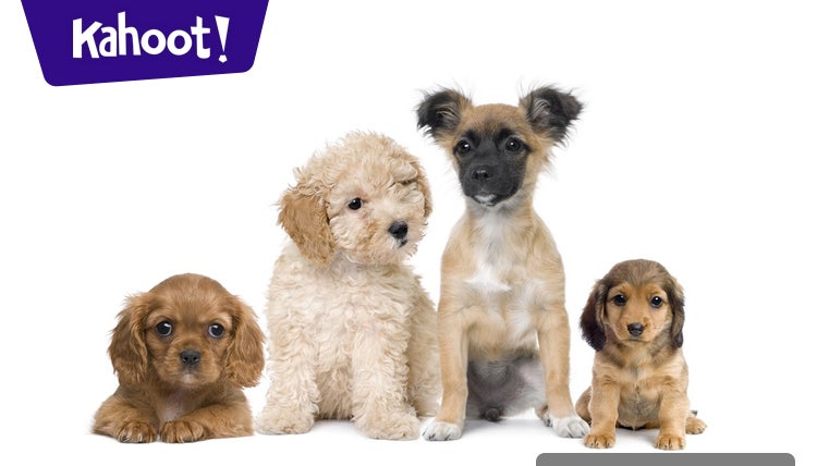 Breeds of dogs - Kahoot! Quiz