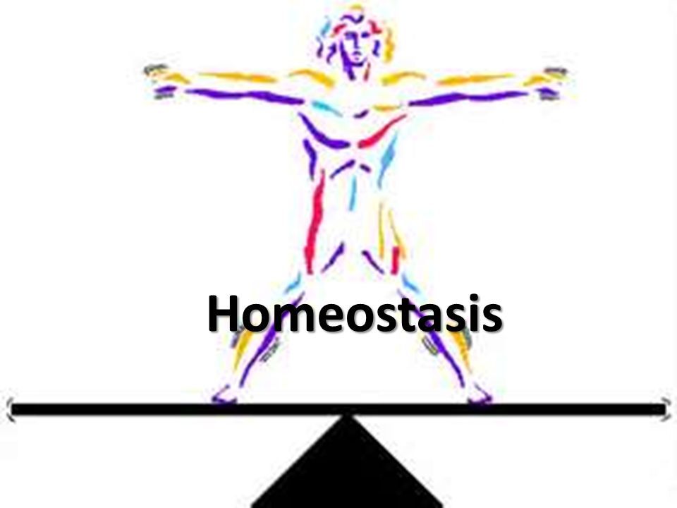 STEELS Human Systems and Homeostasis - Kahoot! Quiz