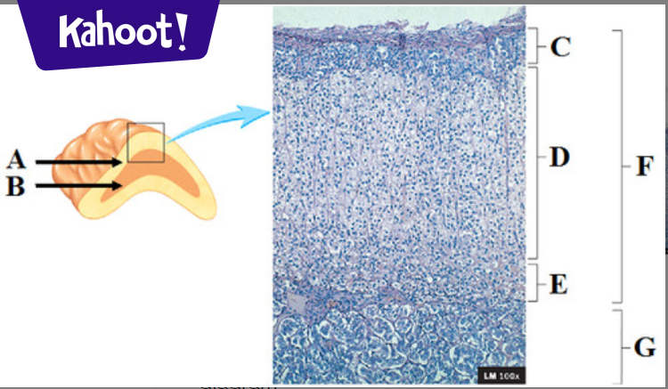 endocrine system part 1 - Kahoot! Quiz