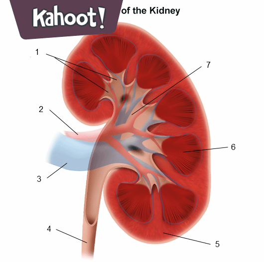 Urology Review anatomy - Kahoot! Quiz