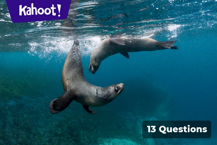 Sea Lions Help Scientists Explore the Ocean | Twig Science Reporter ...