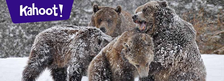 Bears of the World - Kahoot! Quiz