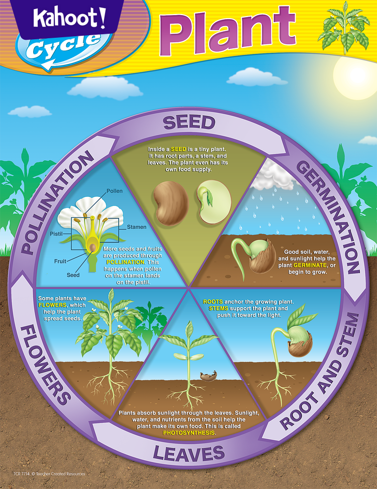 A Plant's Life Cycle - Kahoot! Quiz