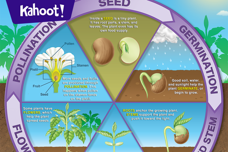 A Plant's Life Cycle - Kahoot! Quiz