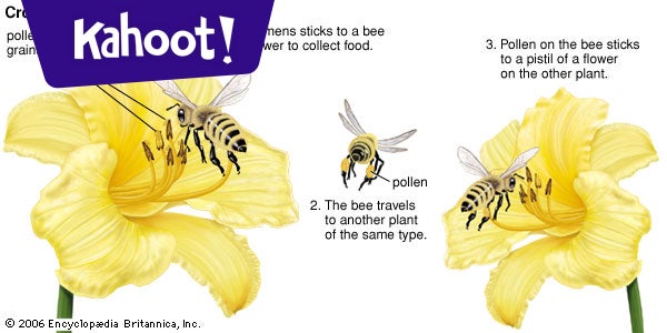Pollination & Pollinators - Kahoot! Quiz