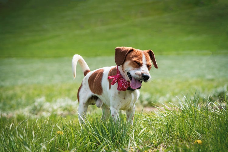 IB Biology 11.1: Antibodies and vaccination - Kahoot! Course
