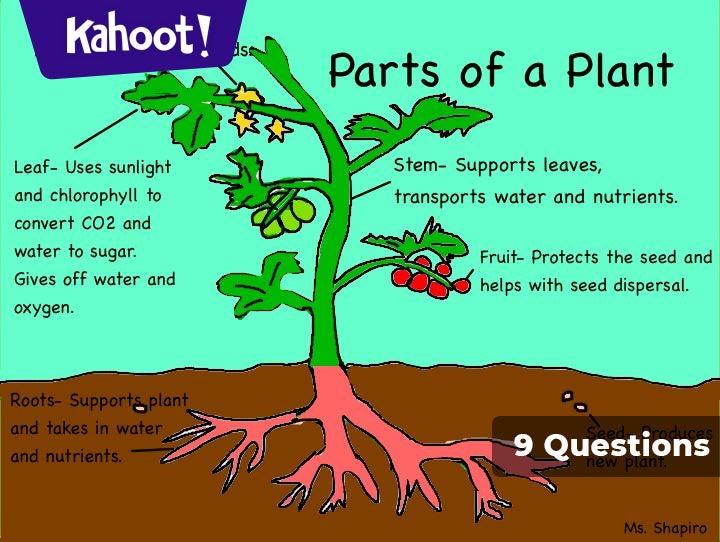 Plant Quiz - Kahoot! Quiz