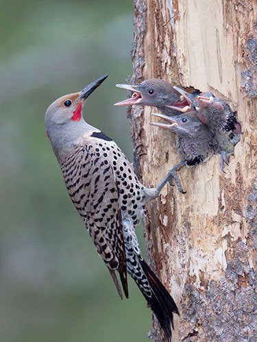 Birds 3 - Kahoot! Quiz