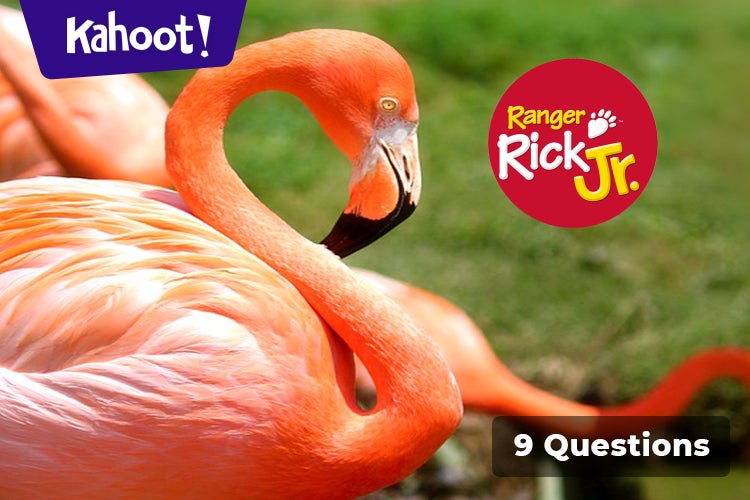 Flamingo Fun - Kahoot! Quiz