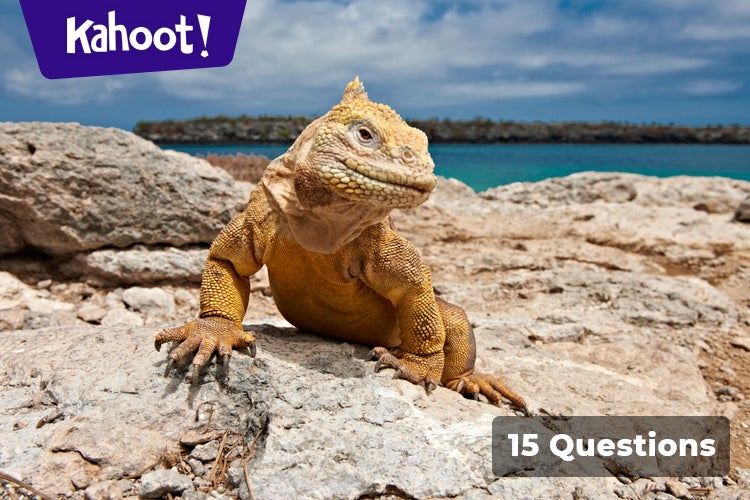 Classify the animal. 03 - Kahoot! Quiz