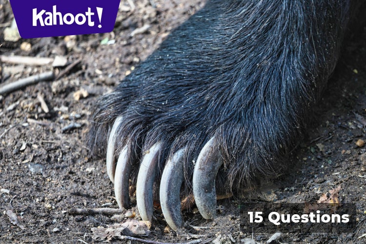Bear Kahoot - Kahoot! Quiz