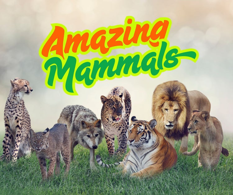 Marvelous Mammals: A Kahoot Adventure! - Kahoot! Course