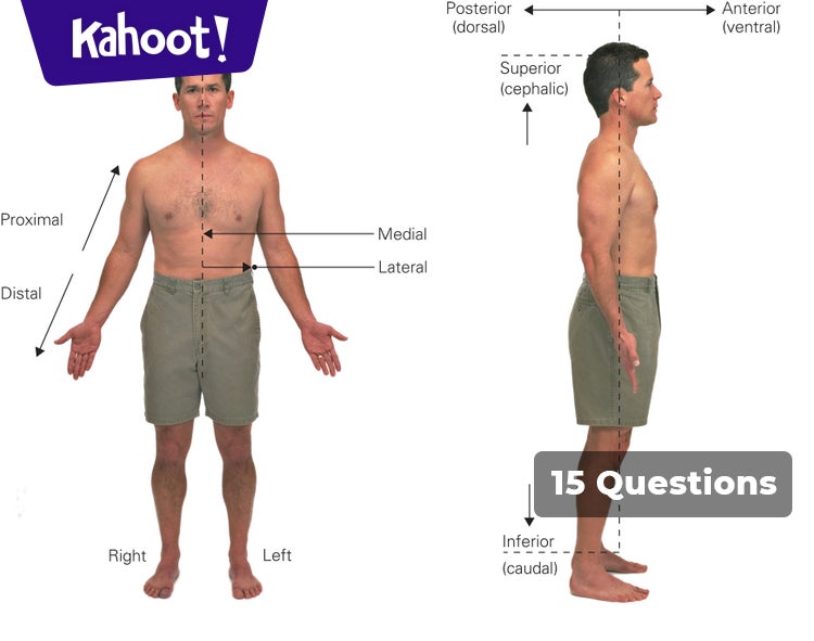 Planes, Cavities, and Directional Terms - Kahoot! Quiz