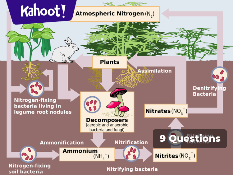 Nitrogen Cycle/Carbon Cycle - Kahoot! Quiz