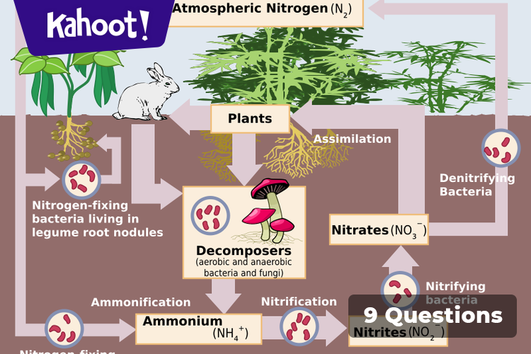 Nitrogen Cycle/Carbon Cycle - Kahoot! Quiz