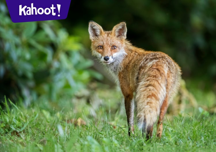 Beginning Letter Sounds 5 - 2 choices - Kahoot! Quiz