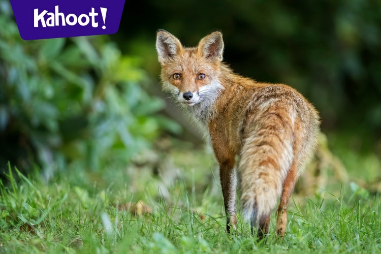 Beginning Letter Sounds 5 - 2 choices - Kahoot! Quiz