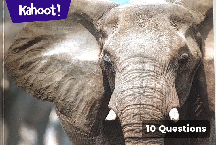 An Elephant Never Forgets - Kahoot! Quiz